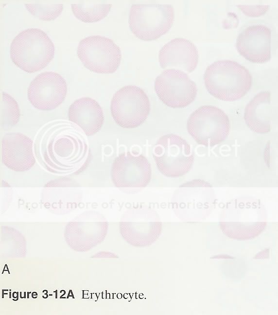 Erythrocyte Photo by mccabej3 | Photobucket